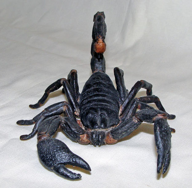 MADAEN TAPPETI | Scorpion
